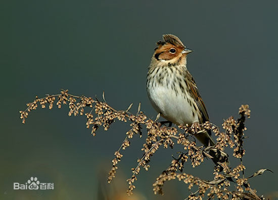 鸟类检索系统 - 搜索页面